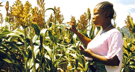 New Highly Productive Sorghum Varieties Released CGIAR