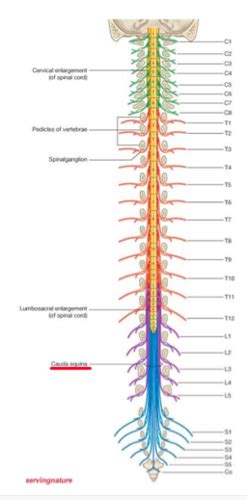 Nervous System And Brachial Plexus Flashcards Quizlet