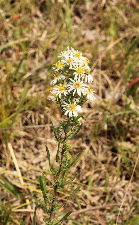 White Prairie Aster From Argyle Mb R0k Canada On August 17 2024 At