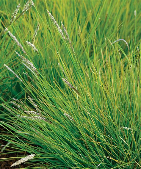Regional Picks Perennial Hole Fillers Northeast Fine Gardening