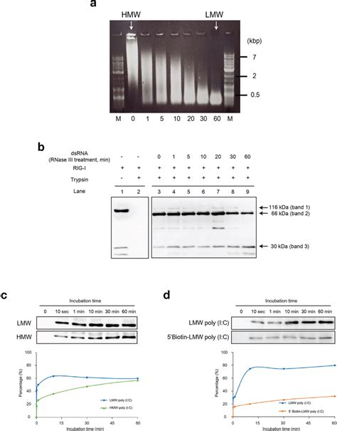Binding Of Rig I With Different Lengths Of Poly Ic A Generation Download Scientific