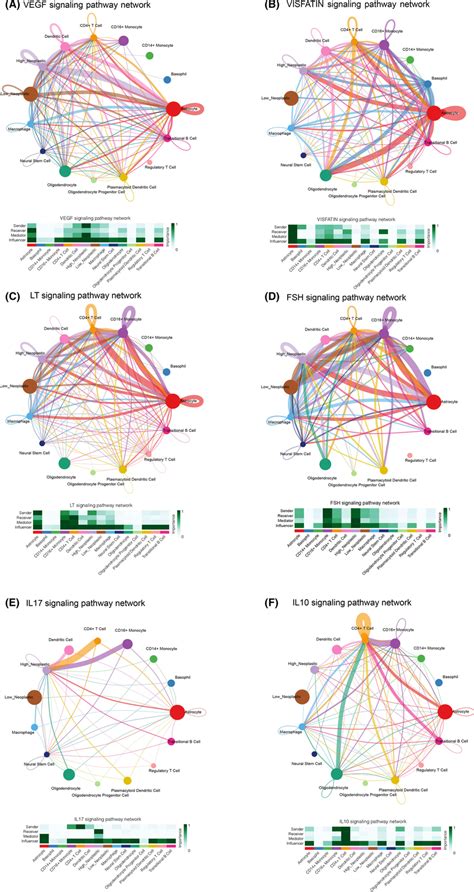 Cellular Interaction Within The Two Neoplastic Cell Clusters With Download Scientific Diagram