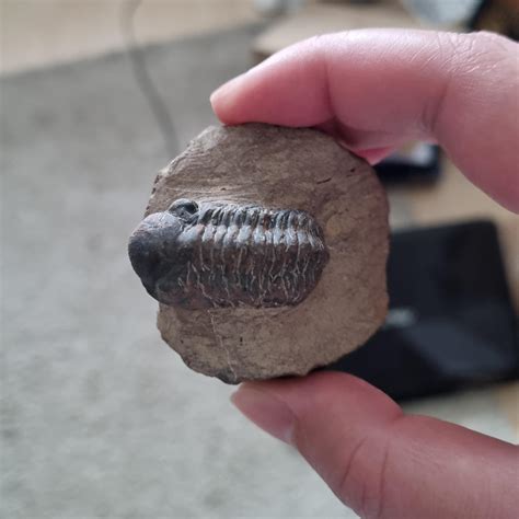 Which Trilobite Species R Fossilid