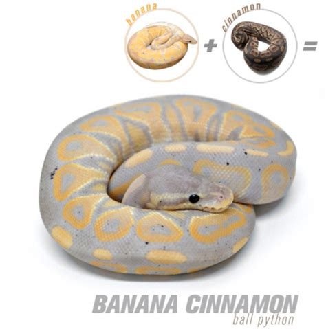 Fuck Yeah Ball Python Morphs Artofit