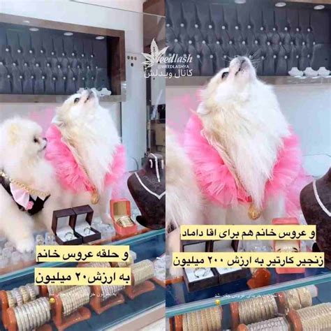 جشن عروسی میلیاردی برای 2 سگ در تهران عکس حلقه طلا و سرویس های لاکچری