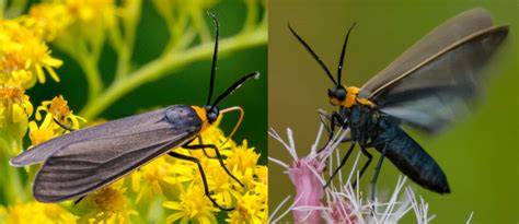 25 Common Moths In Ohio 2024 Bird Watching Hq