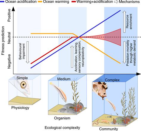 Conceptual Framework Of How Increasing Ecological Complexity Can Buffer