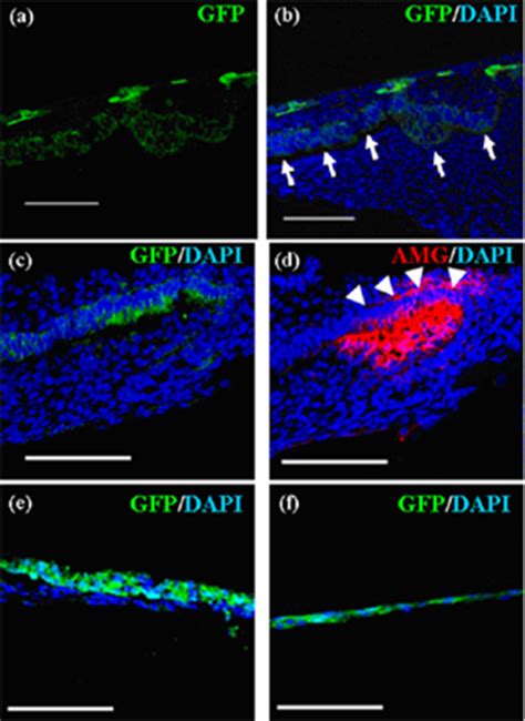 Cells Special Issue Tissue And Organ Regeneration