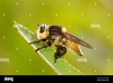 Bee Killer Robber Fly Mallophora Fautrix Asilidae Bumble Bee Mimic