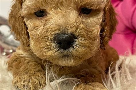 Cockapoo Dværg Designer Hunde