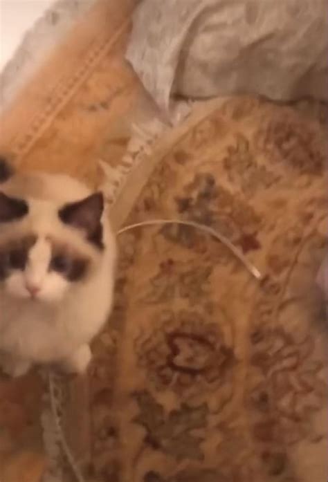 Taylor Swift And Her Cat Benjamin Button