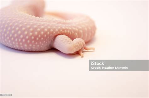 체와 흰색 배경 매크로 렌즈 필드의 얕은 깊이에 빗 물 알 비 노 코 의 왼쪽된 다리 닫습니다 스튜디오에 게 코 알 비 노의 세부 사항입니다 규모에 대한 스톡 사진 및 기타