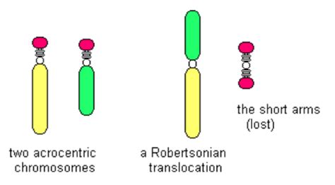 Autosomal Chromosomal Abnormalities Flashcards Quizlet