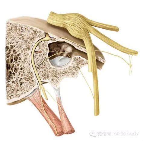影像解剖 内耳的解剖结构 高清，收藏前庭