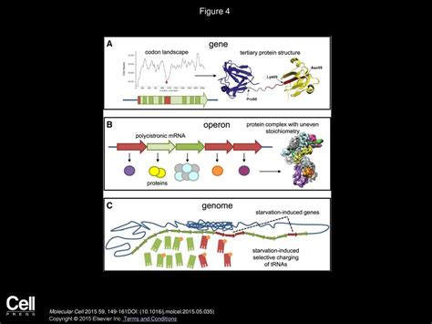 Codon Bias As A Means To Fine Tune Gene Expression Ppt Download