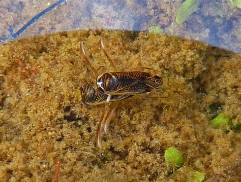 Insects Of Scotland True Bugs