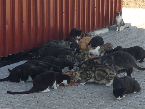 Feral Cat Project Feral Cat Project