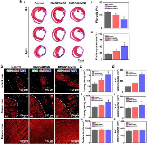 in vivo priming promotes the regenerative potential of bmsc huvec