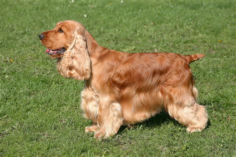 Fiche Race Le Cocker Spaniel Anglais