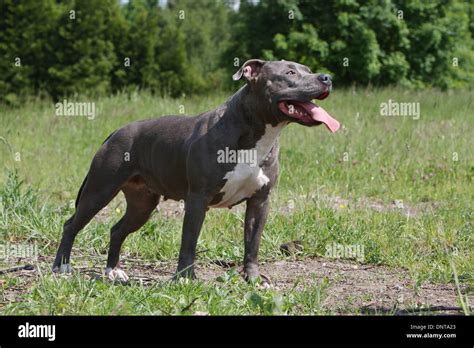 Dog American Staffordshire Terrier Amstaff Adult Standing In A