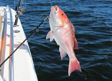 How Much Red Snapper Did Louisiana Anglers Catch In 2025 Environment
