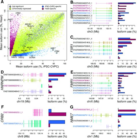 Large Scale Isoform Switching Occurs Between Fetal Like Ipsc Cvpc And