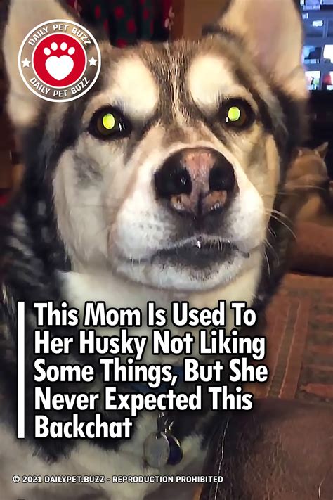 This Mom Is Used To Her Husky Not Liking Some Things But She Never Expected This Backchat Pet