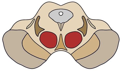 Red Nucleus Definition — Neuroscientifically Challenged