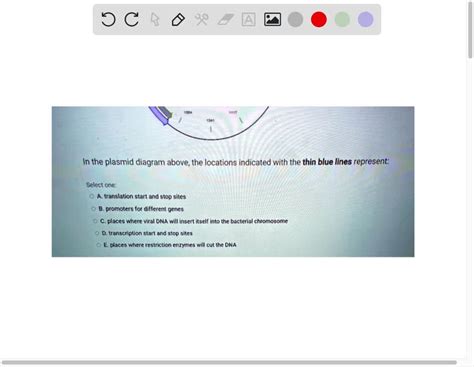 Solved In The Plasmid Diagram Above The Locations Indicated With The Thin Blue Lines Represent