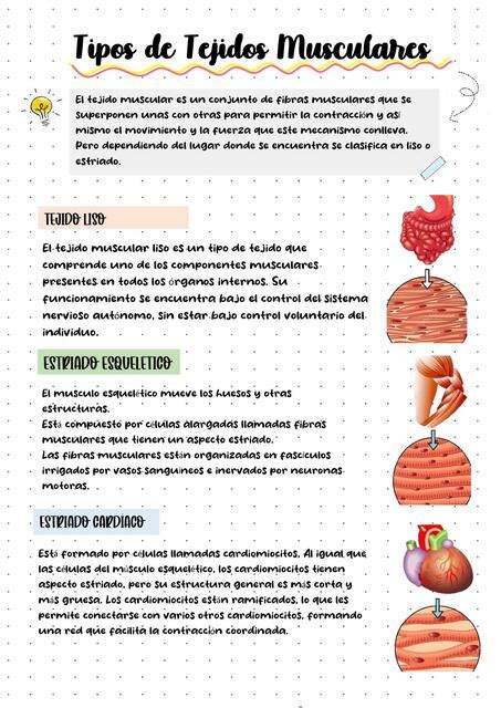 Tipos De Tejido Muscular Angie Pinedo Udocz