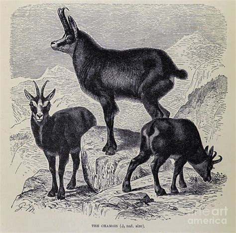 What Is A Chamois Used For In Drawing At Zoe Szabados Blog