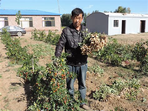 产品中心 蒙枣科技 内蒙古红枣种植 内蒙古枣树苗种植 内蒙特产蒙枣情饮品 内蒙特产枣茶 乌审旗顺发种植合作社
