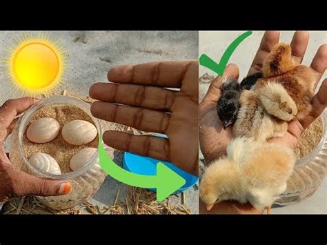 How To Hatch Eggs At Home Without Incubator Incubator Plastic Box Help Sunlight Result