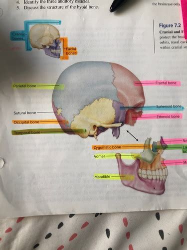 Cranial Bones Flashcards Quizlet