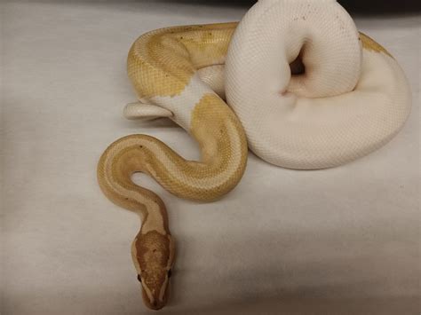 Banana Pied Ball Python By Northwestreptilefeeders Morphmarket