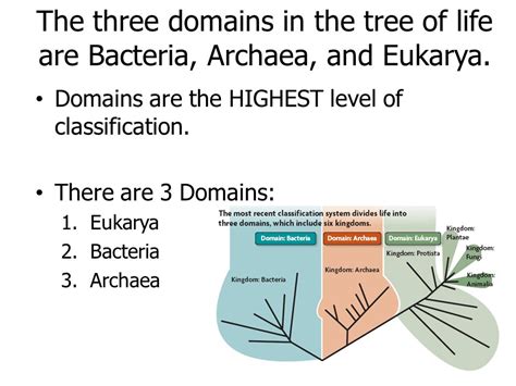 Evolution (Part 3) Phylogeny & Classification - ppt video online download