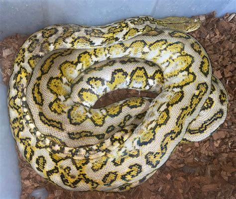 Marble Jaguar Het Purple Albino Reticulated Python By Next Generation