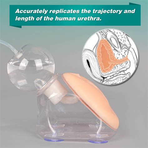Urinary Catheterization Trainers Mededuquest