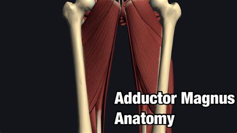 Anatomy And Function Of Adductor Magnus Youtube