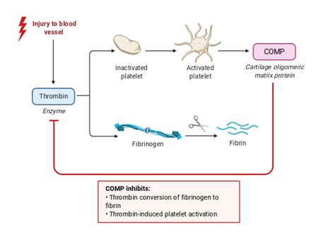 Comp Inhibition Of Thrombin Biorender Science Templates