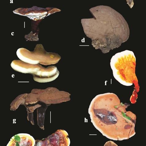 Spores Of Ganoderma Species Bar 5 μm A Ganoderma Applanatum B Download Scientific