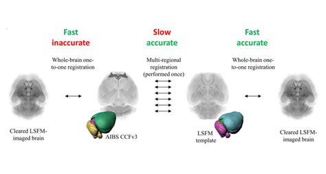 An Optimized Mouse Brain Atlas For Automated Mapping And Quantification Of Neuronal Activity