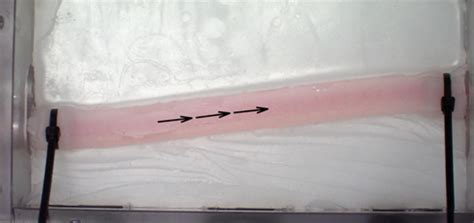 Results Of This Algorithm Being Applied To The Video Of Our Vessel Download Scientific Diagram