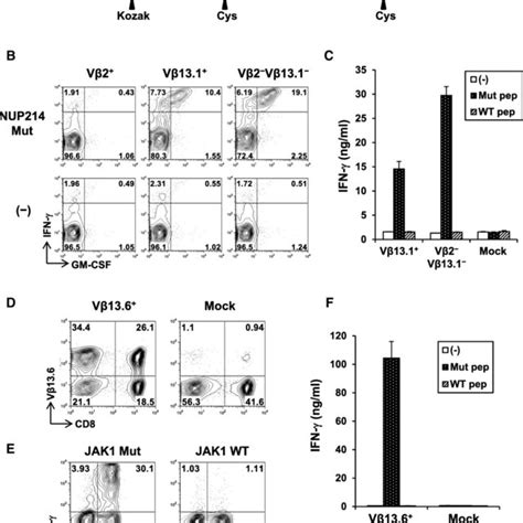 Generation Of Neoantigen Specific Cd4⁺ T Cells By Tcr Gene Engineering