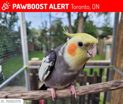 Toronto On Lost Male Bird Bubbles Is Missing Pawboost