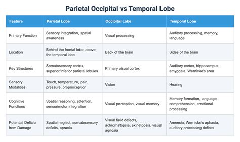 Parietal Occipital Vs Temporal Lobe
