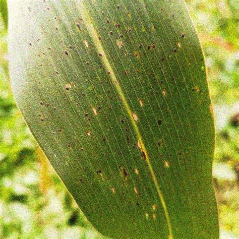 Corn Disease Object Detection Dataset V1 2023 12 14 11 58am By Zia Ilp5l