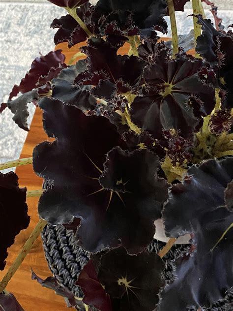 Begonia Black Mamba The Lily Pot