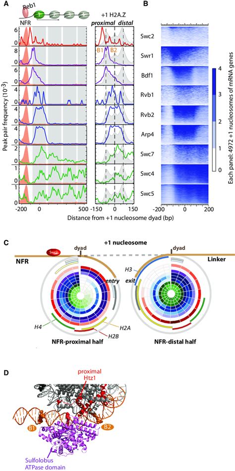 Subnucleosomal Detection Of Swr C Subunits Across 1 Nucleosomes A