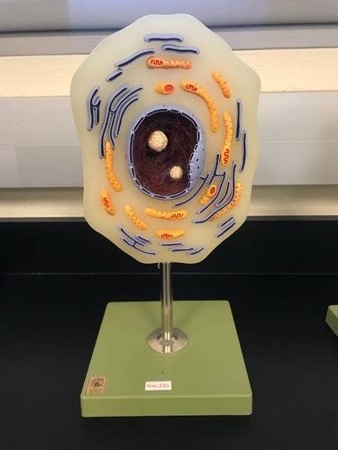 Cell Cycle Flashcards Quizlet